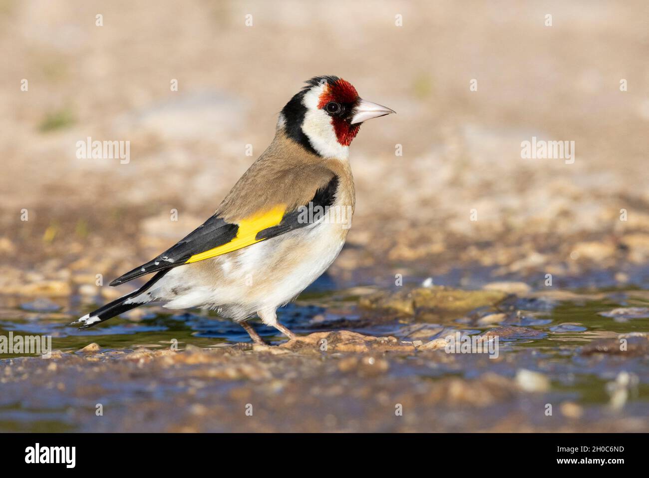 European Goldfinch (Carduelis carduelis), side view of an adult ...