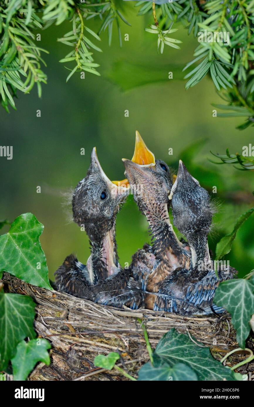 Blackbird (Turdus merula) chicks in nest, France Stock Photo - Alamy