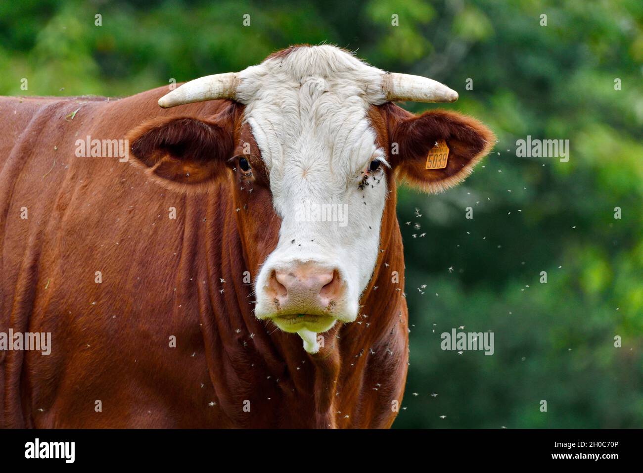 Maine Anjou cow, portrait in the field, France Stock Photo - Alamy