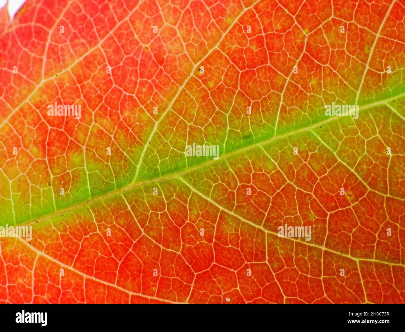 Green leaf with red veins hi-res stock photography and images - Alamy