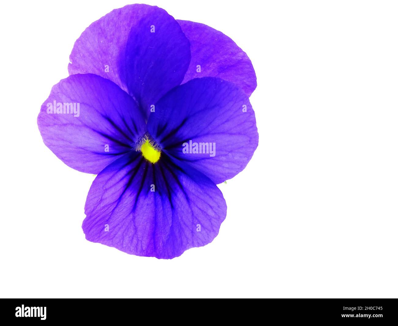 a close up of a violet viola (violaceae), isolated on a white ...