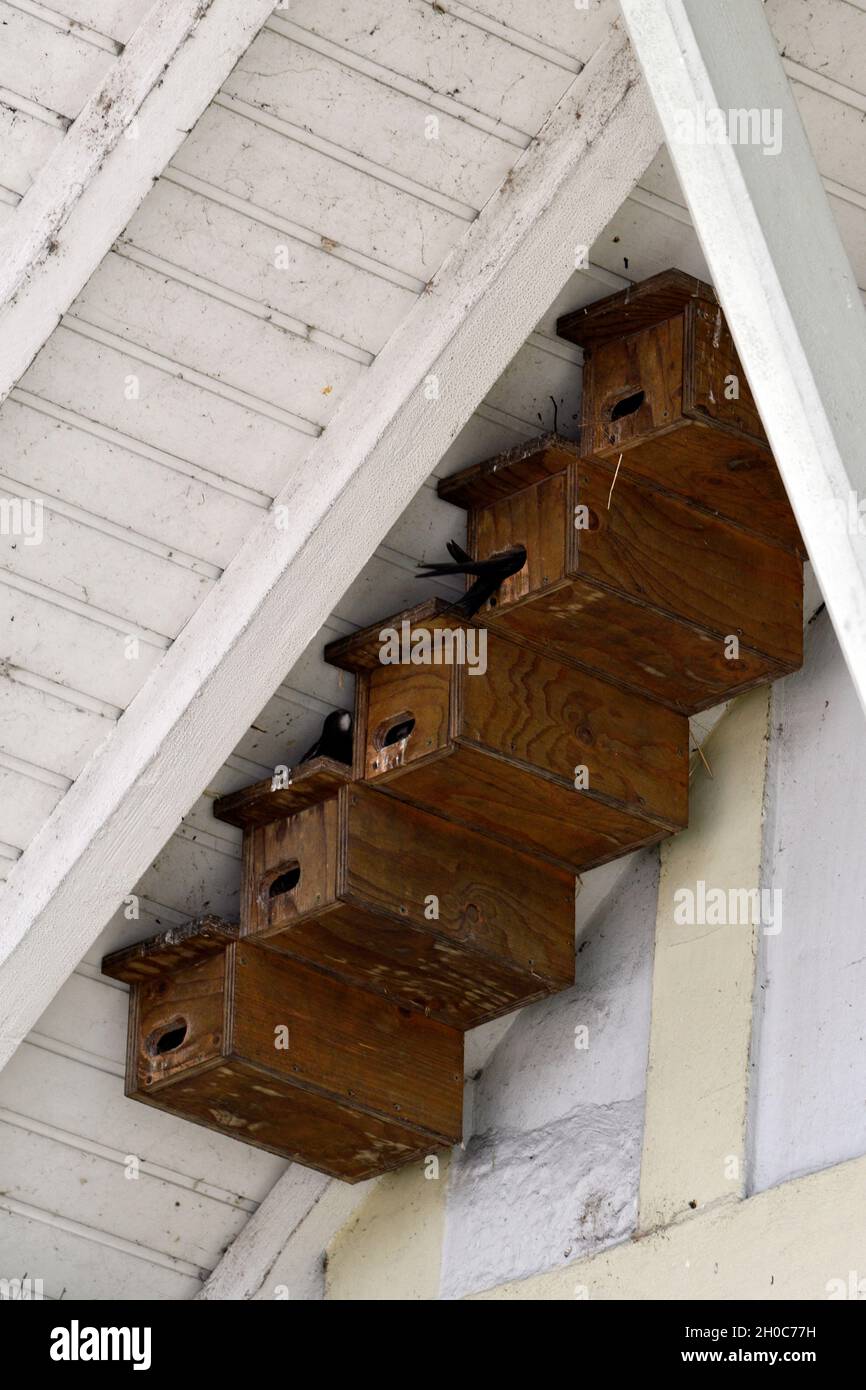 Common Swift (Apus apus) nest boxes installed under a roof overhang ...