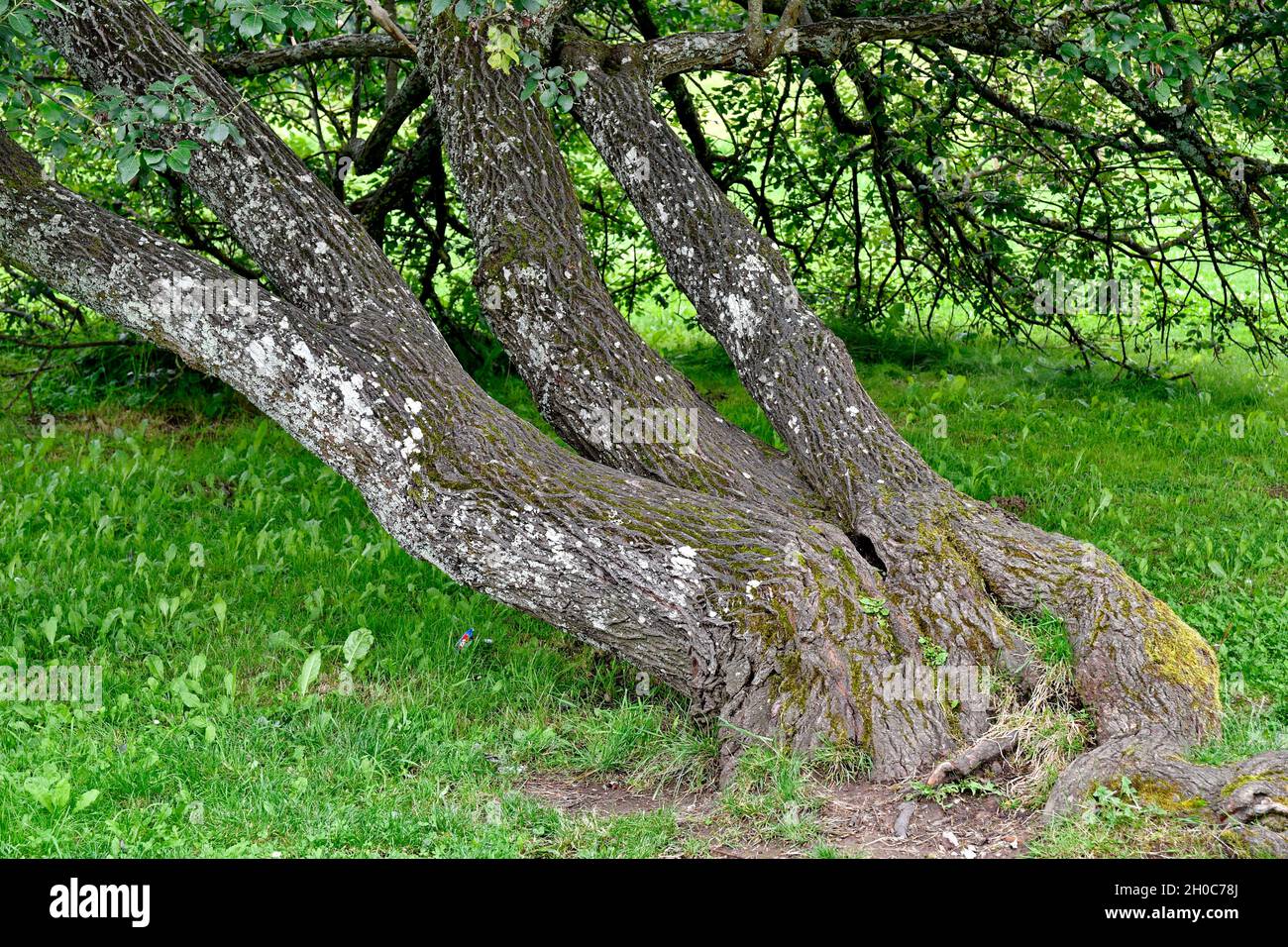 Tree with horizontal trunk development, France Stock Photo - Alamy
