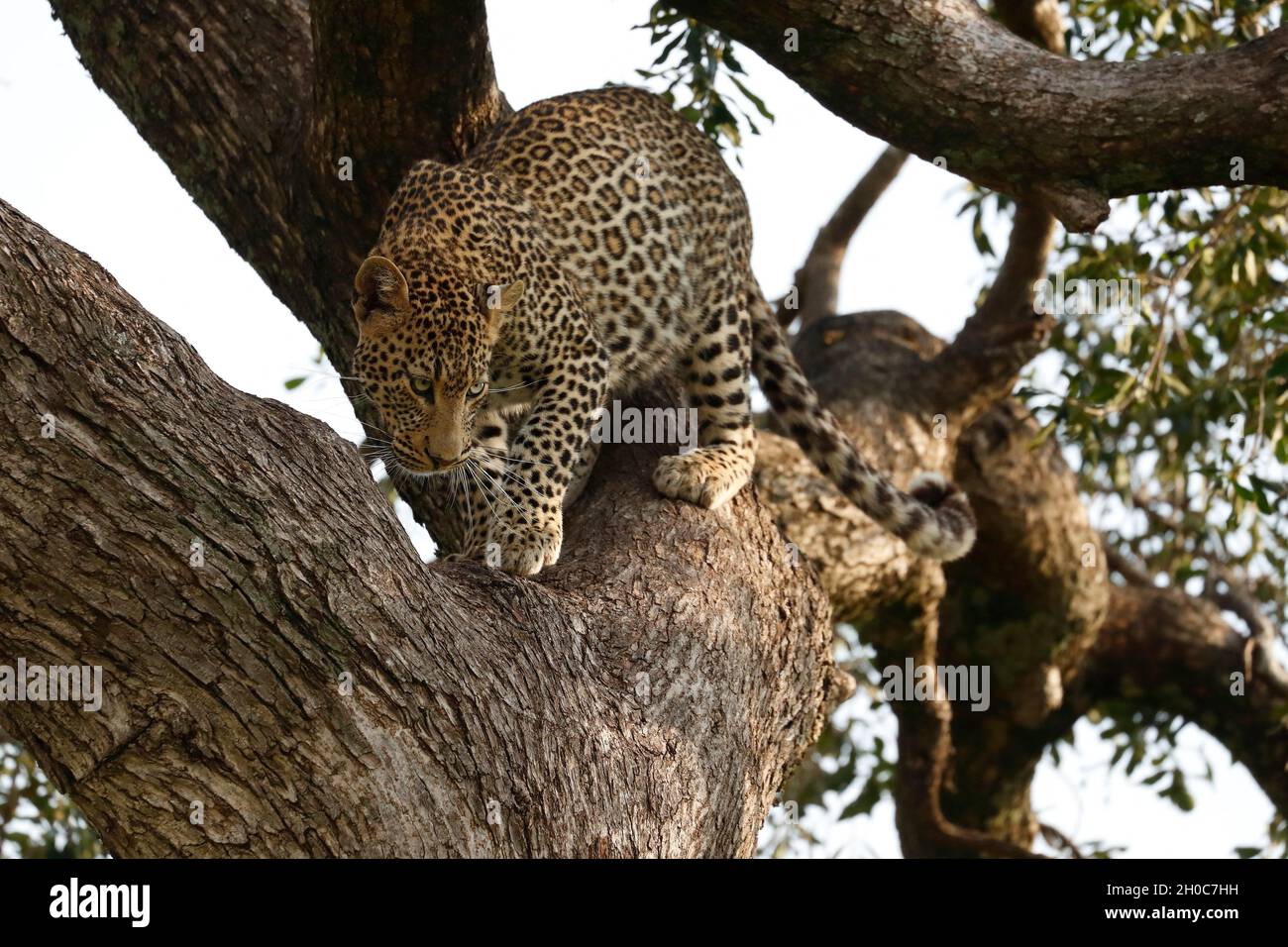 Tree trunk and leopard hi-res stock photography and images - Alamy
