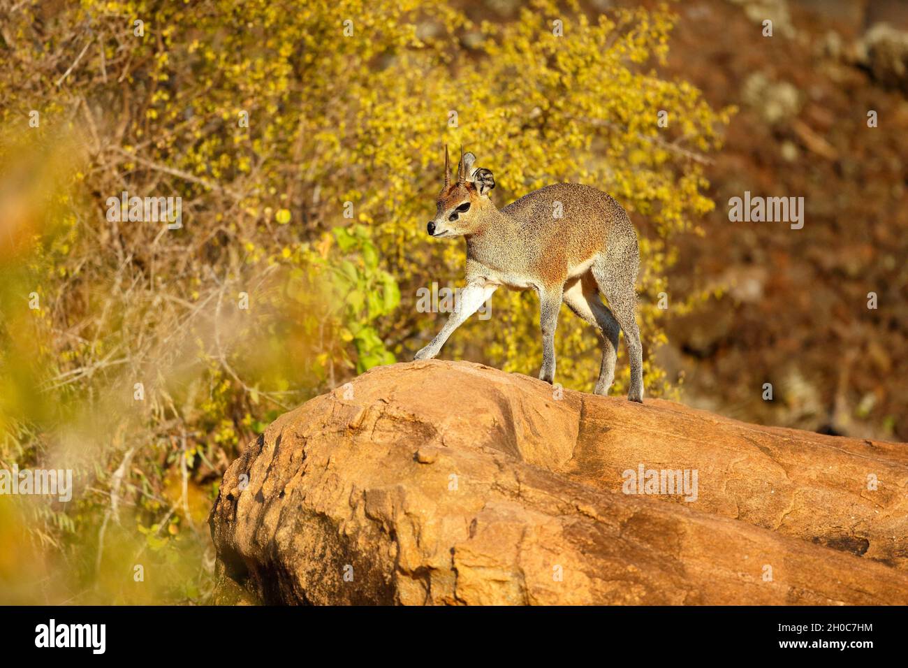 Klipspringer (Oreotragus oreotragus) on the top of a rock, West Tsavo ...