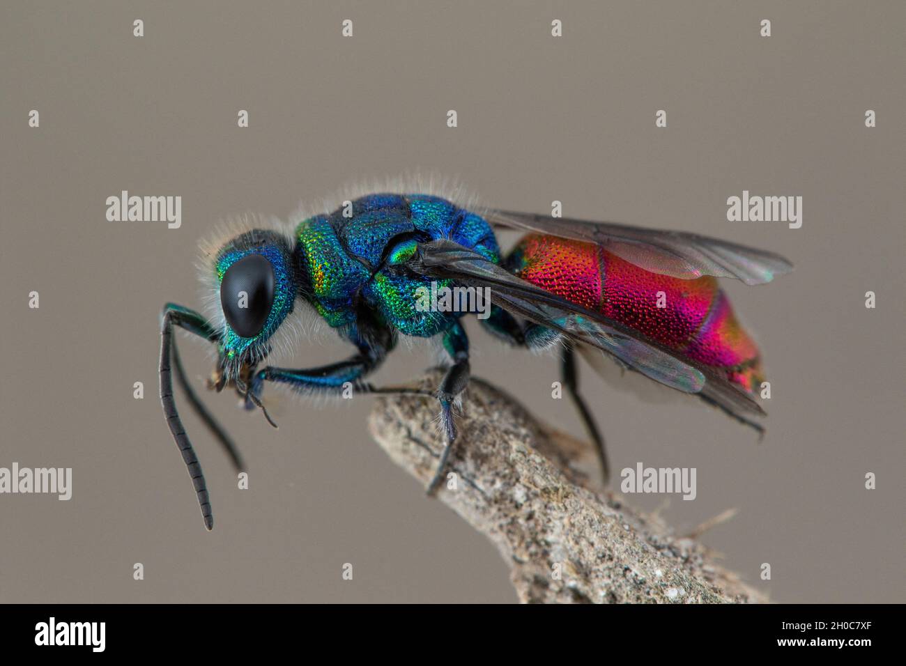 Cuckoo wasp (Chrysis rutiliventris), Cayolle pass, Alps, France Stock ...