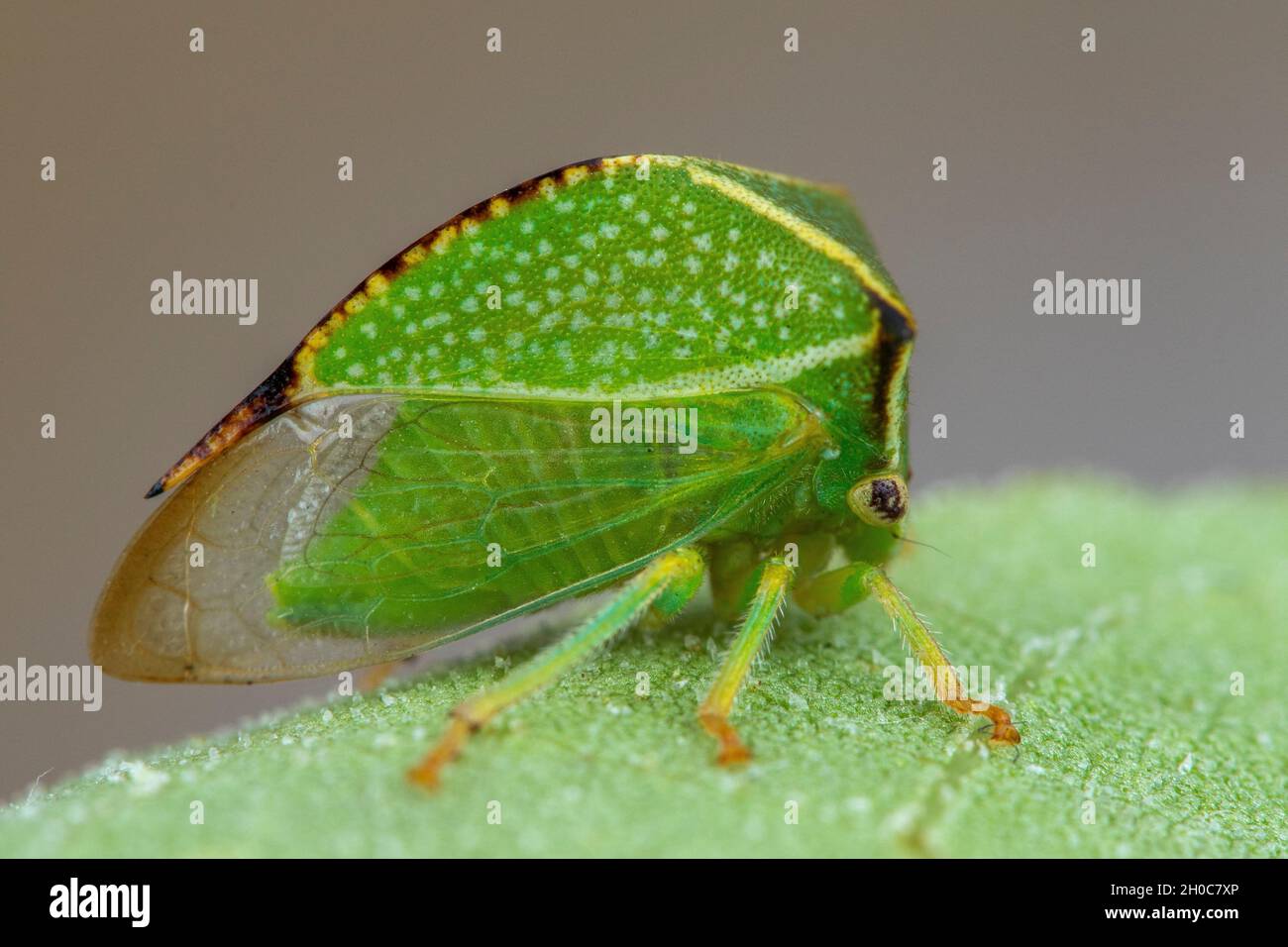 Buffalo treehopper (Stictocephala bisonia), Aix en Provence, France ...