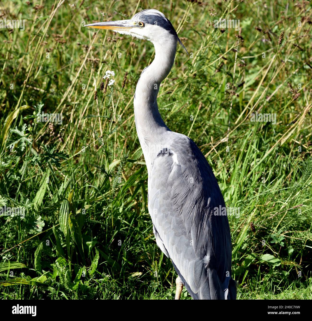 Graureiher, Ardea cinerea, auch Fischreiher genannt, ist eine Vogelart ...