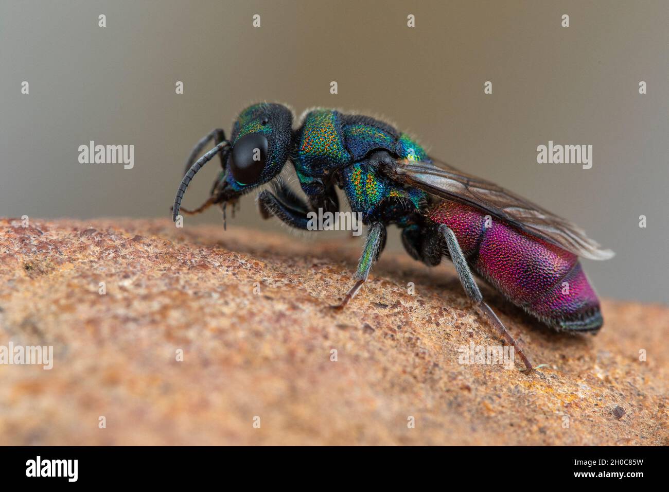 Cuckoo wasp (Chrysis emarginatula), female, Soria, Spain Stock Photo ...
