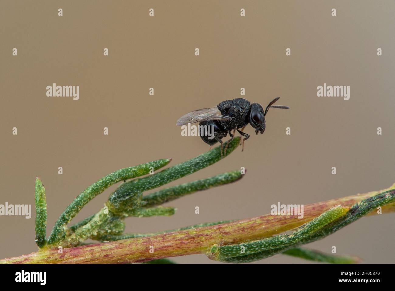 Terebrantia High Resolution Stock Photography and Images - Alamy