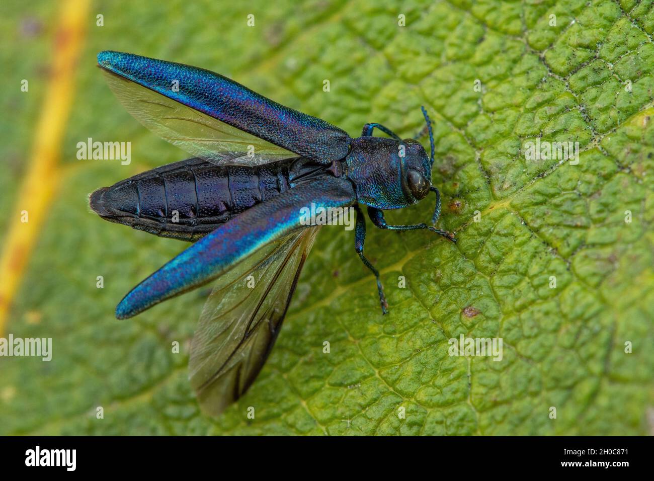 Beech splendour beetle (Agrilus viridis), Fontaine la Mallet, Normandy ...