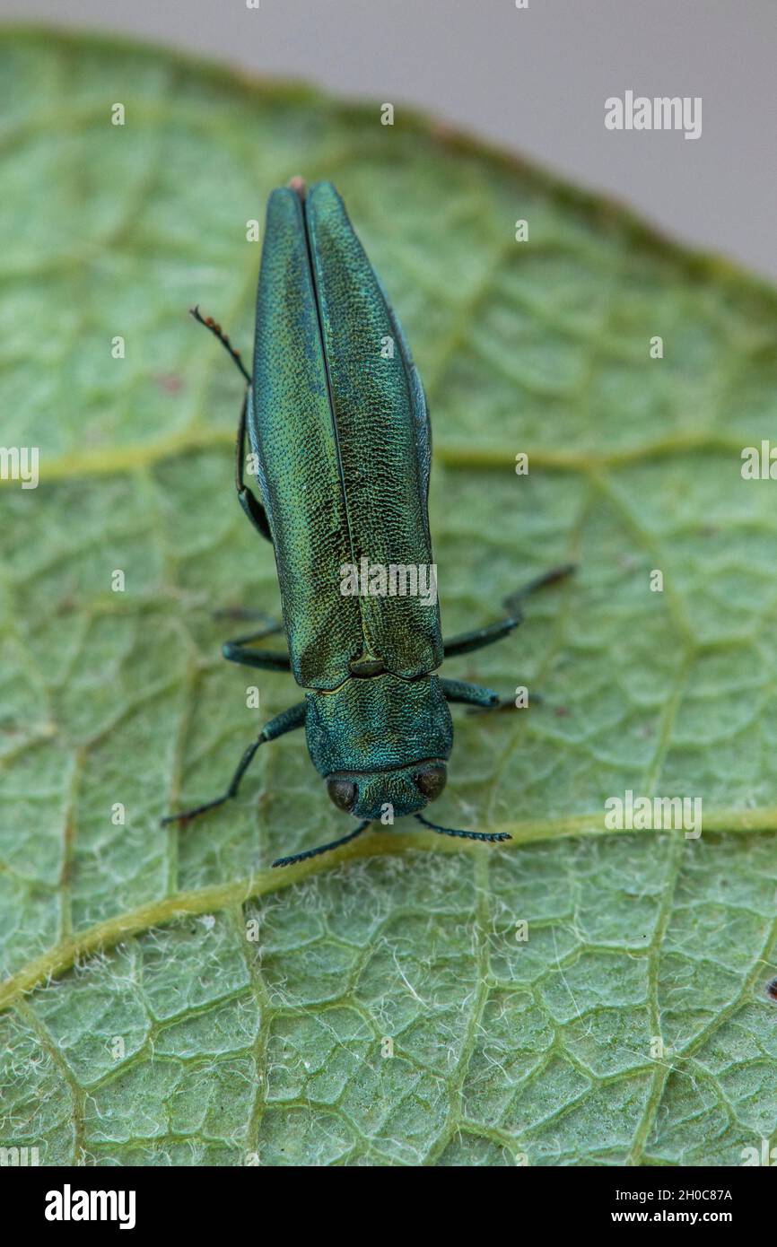 Agrilus viridis hi-res stock photography and images - Alamy