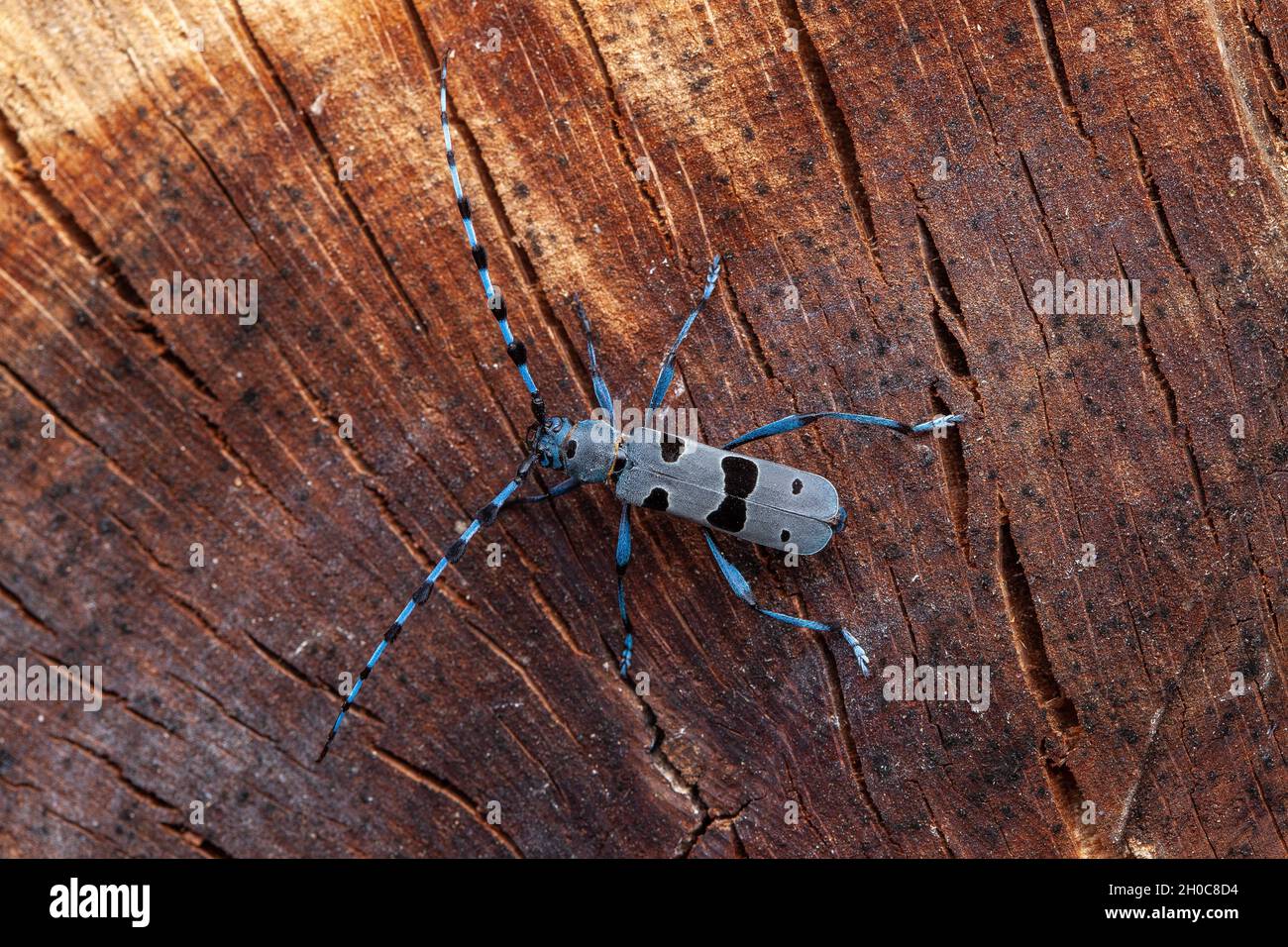 Alpine Longhorn beetle (Rosalia alpina) male on wood, Aubagne, France ...