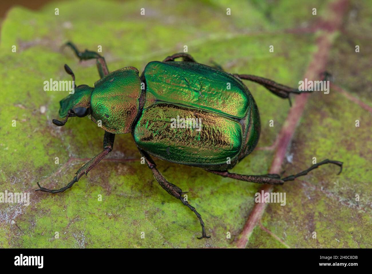 Noble chafer (Gnorimus nobilis), Fontaine la Mallet, Normandy, France ...