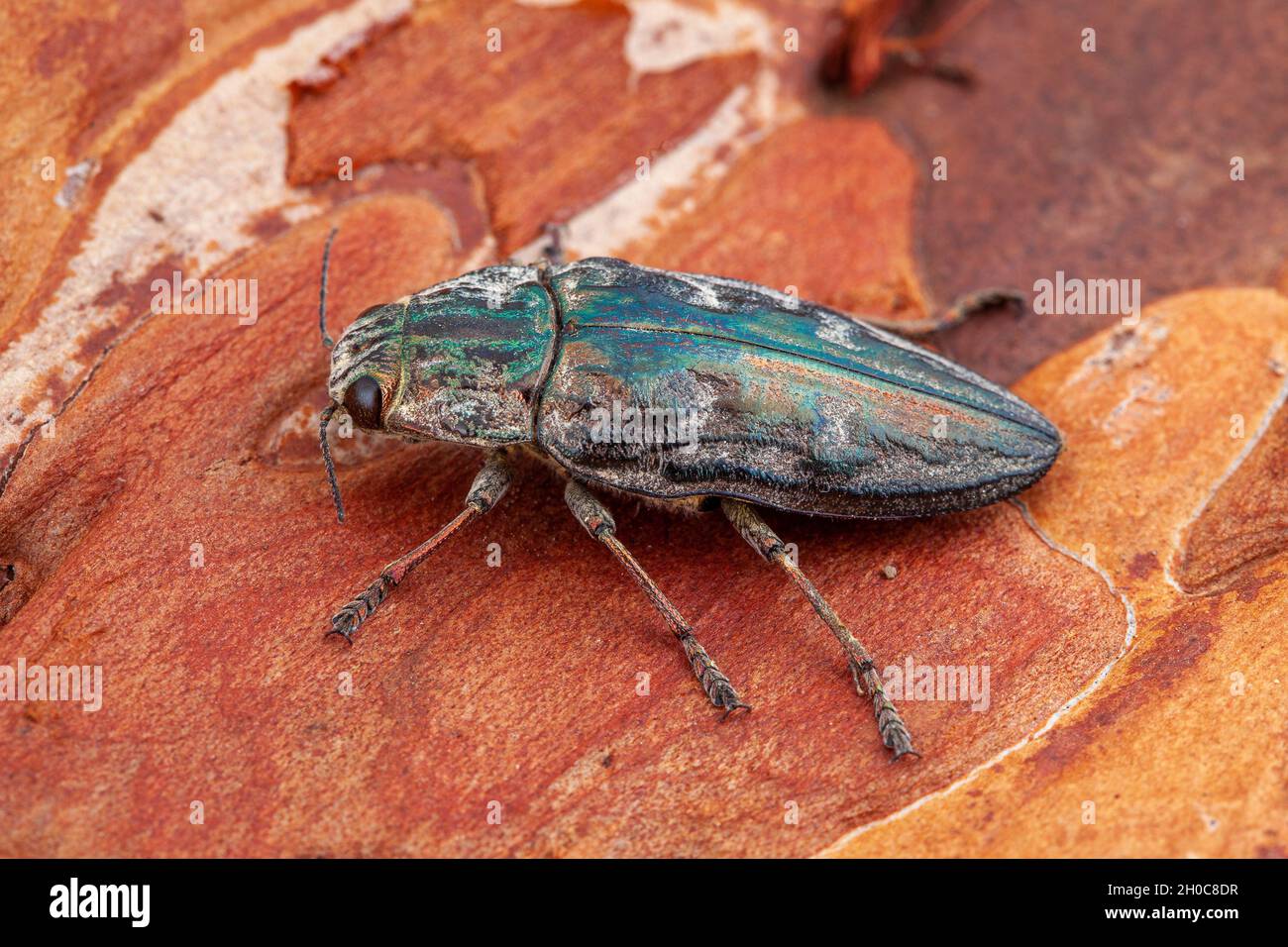 Flatheaded pine borer (Chalcophora massiliensis), Drome, France Stock ...