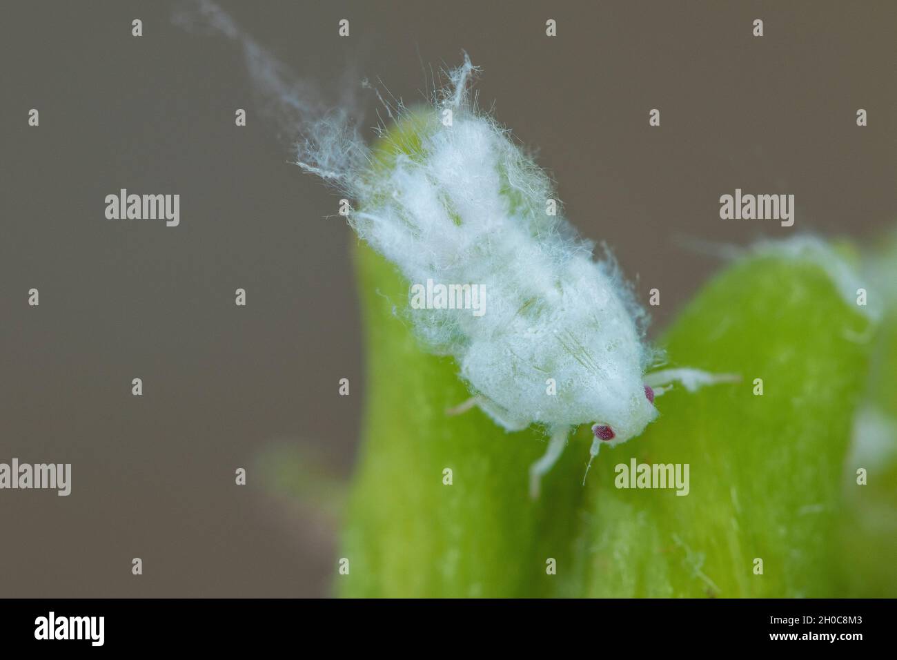 Citrus Flatid Planthopper (Metcalfa pruinosa), larva, Mirabeau ...