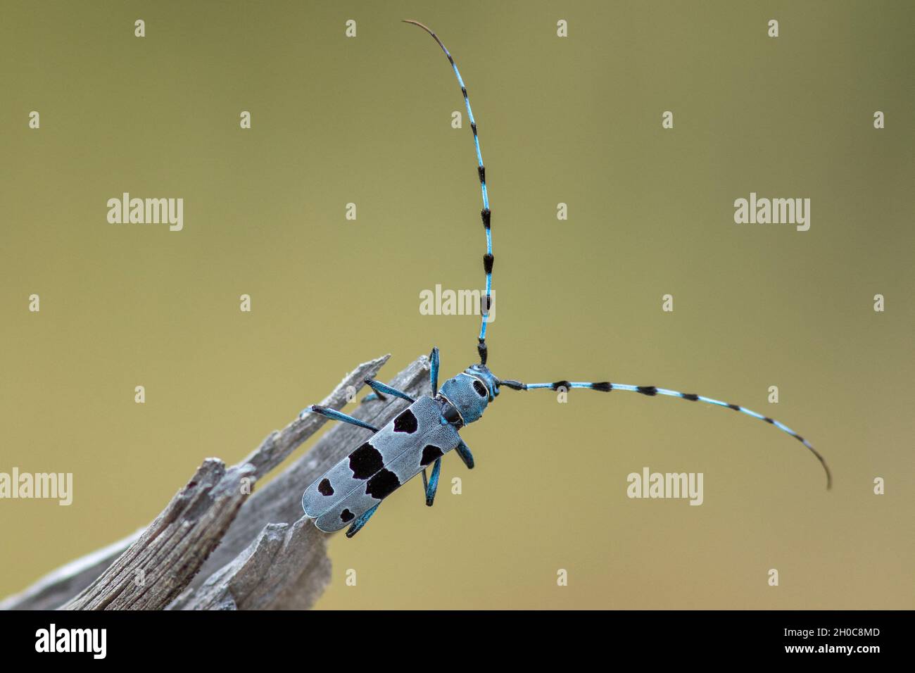 Alpine Longhorn beetle (Rosalia alpina) male on wood, Aubagne, France ...
