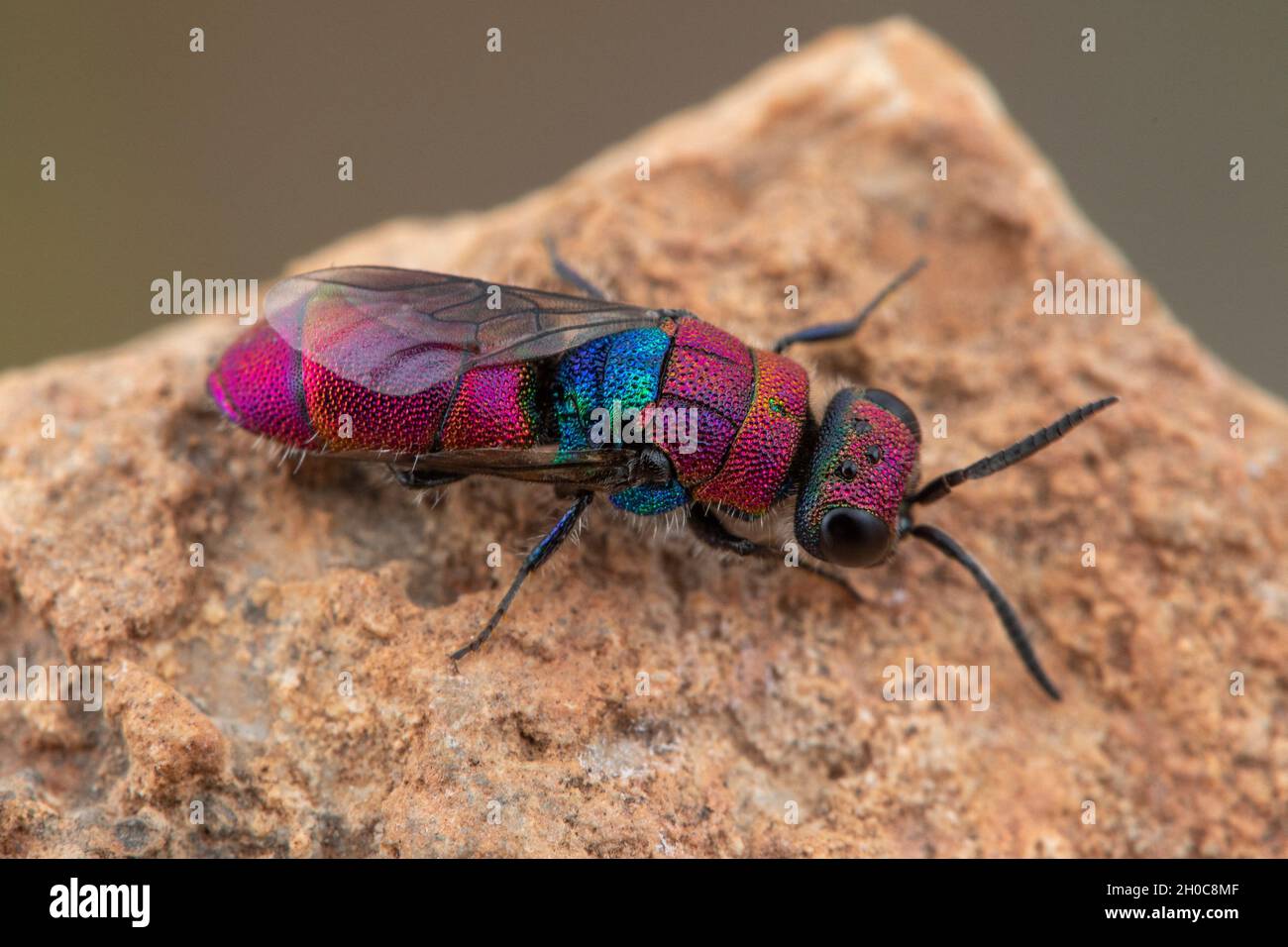 Cuckoo wasp (Chrysis peninsularis) female, Soria, Spain Stock Photo - Alamy