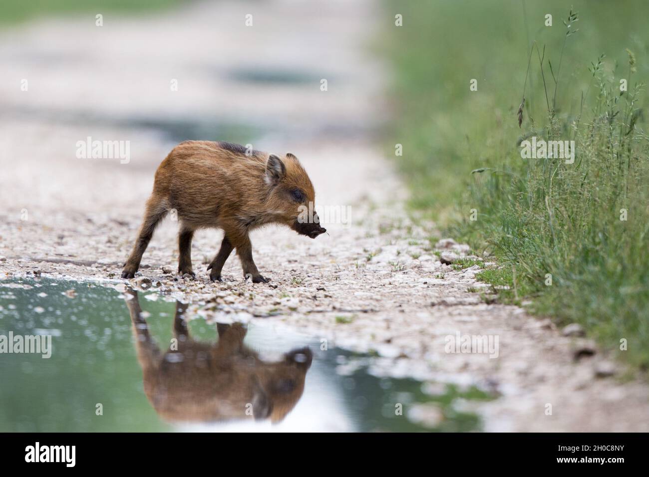 Young baby animal wild boar piglet walking in forest alone. Wildlife in ...