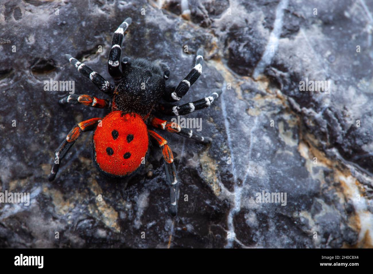 Ladybird spider (Eresus niger) male on rock, Cayolle pass, Alps, France ...