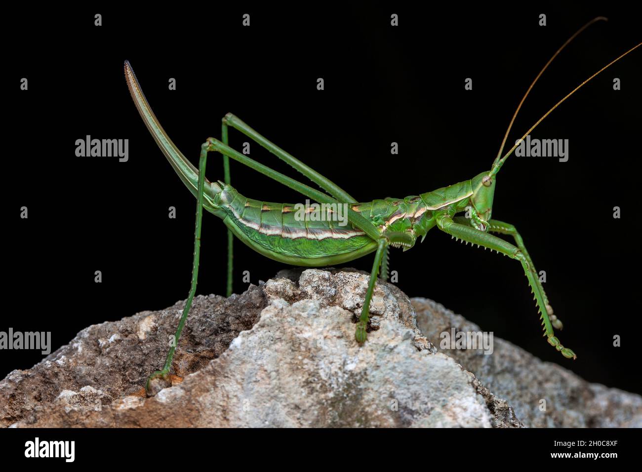 Predatory Bush Cricket (Saga pedo) on black background, Saint-Jean-de ...