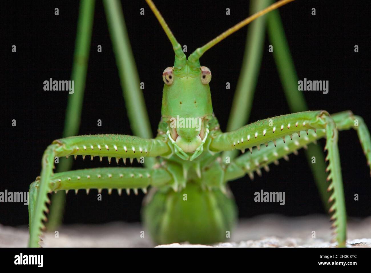 Predatory Bush Cricket (Saga pedo) portrait, Saint-Jean-de-Bueges ...