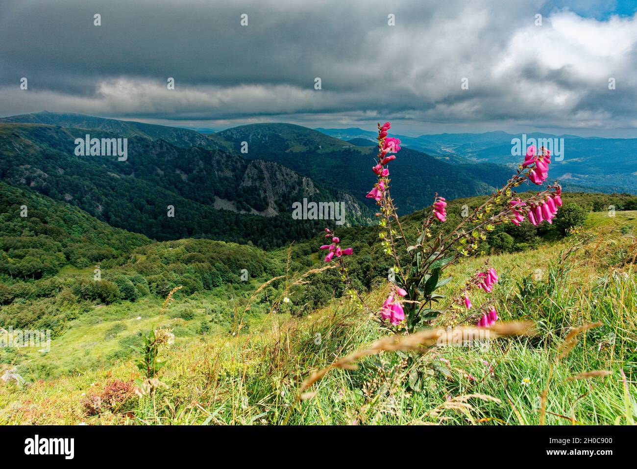 View from the Kastelberg, Vosges, France Stock Photo - Alamy