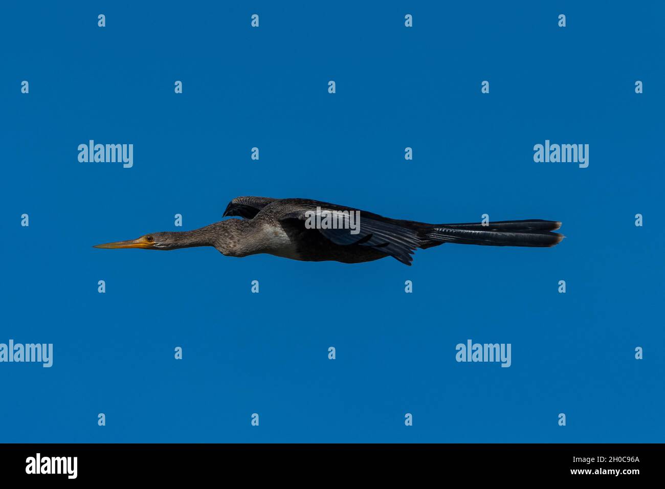 Anhinga (Anhinga anhinga) in flight, Pantanal, Mato Grosso do Sul ...