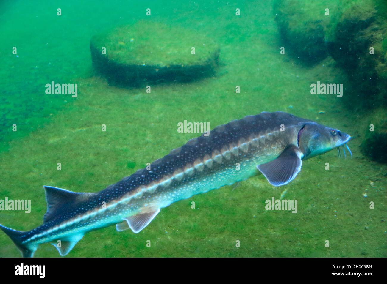 Russian Sturgeon (Acipenser gueldenstaedti Stock Photo - Alamy