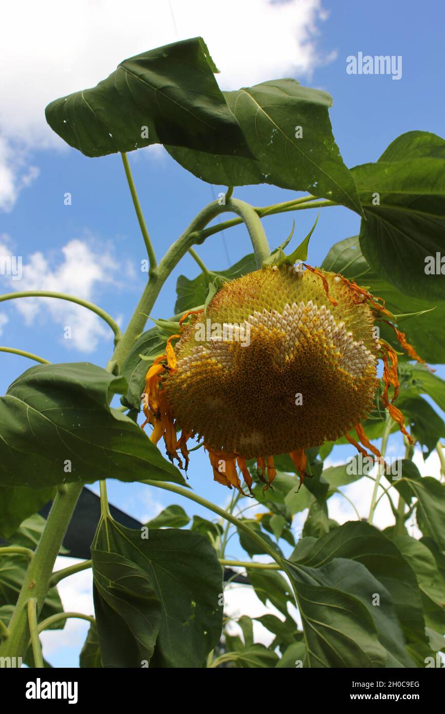 Aging sunflower hanging its head while growing in the bright summer sun ...