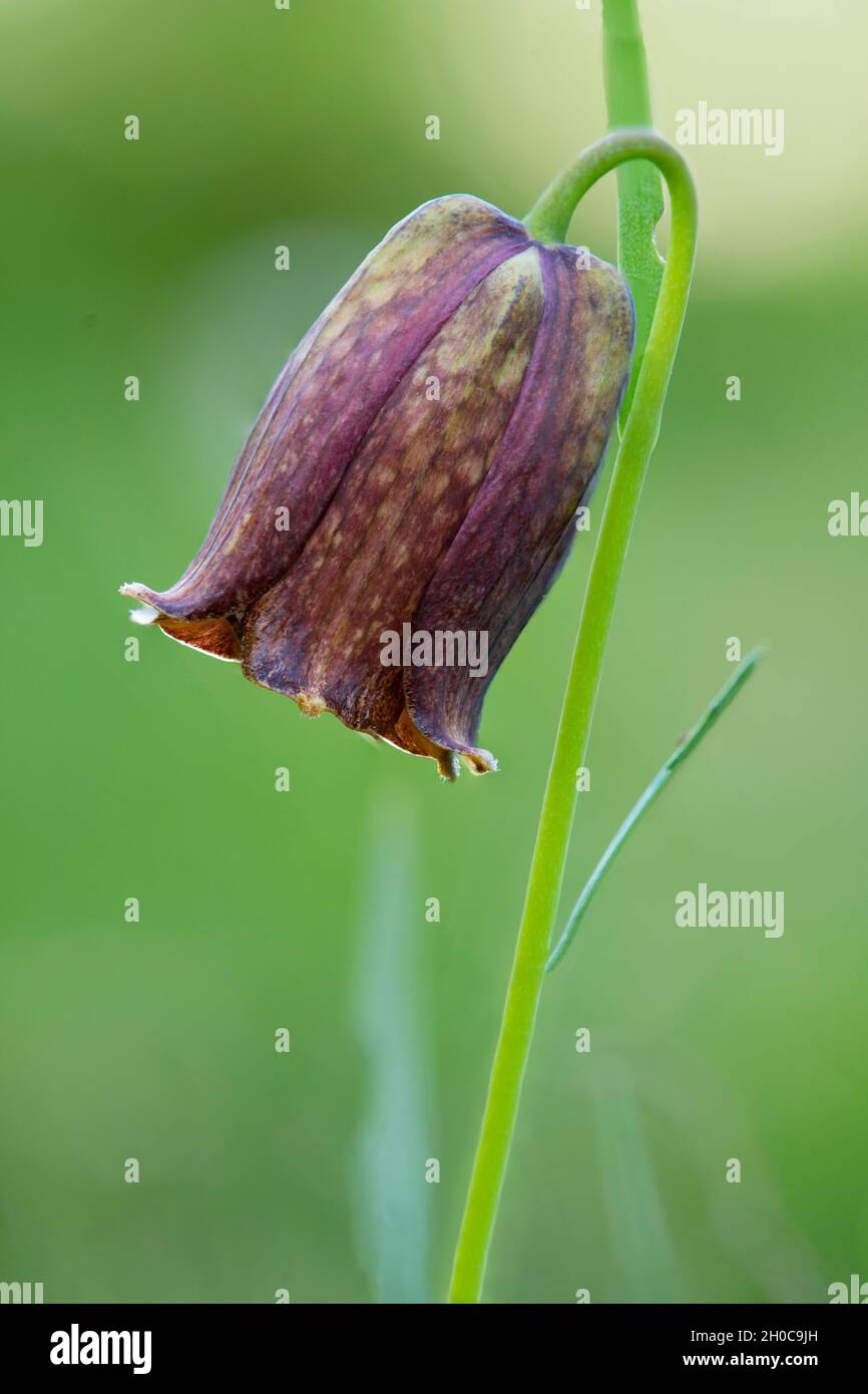 Pyrenees wild flower hi-res stock photography and images - Alamy