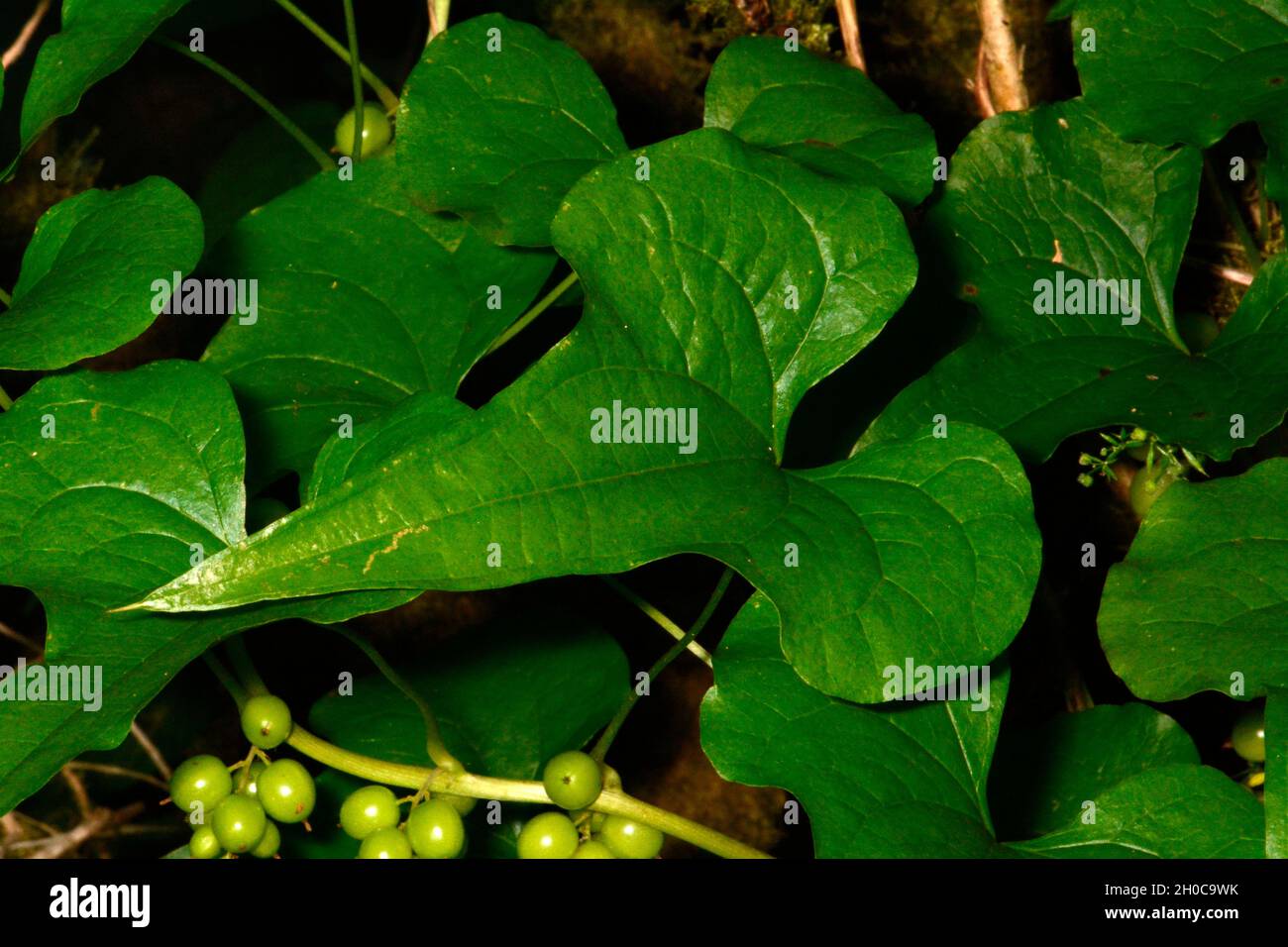 Black bryony (Dioscorea communis) leaves, Dordogne, France Stock Photo ...