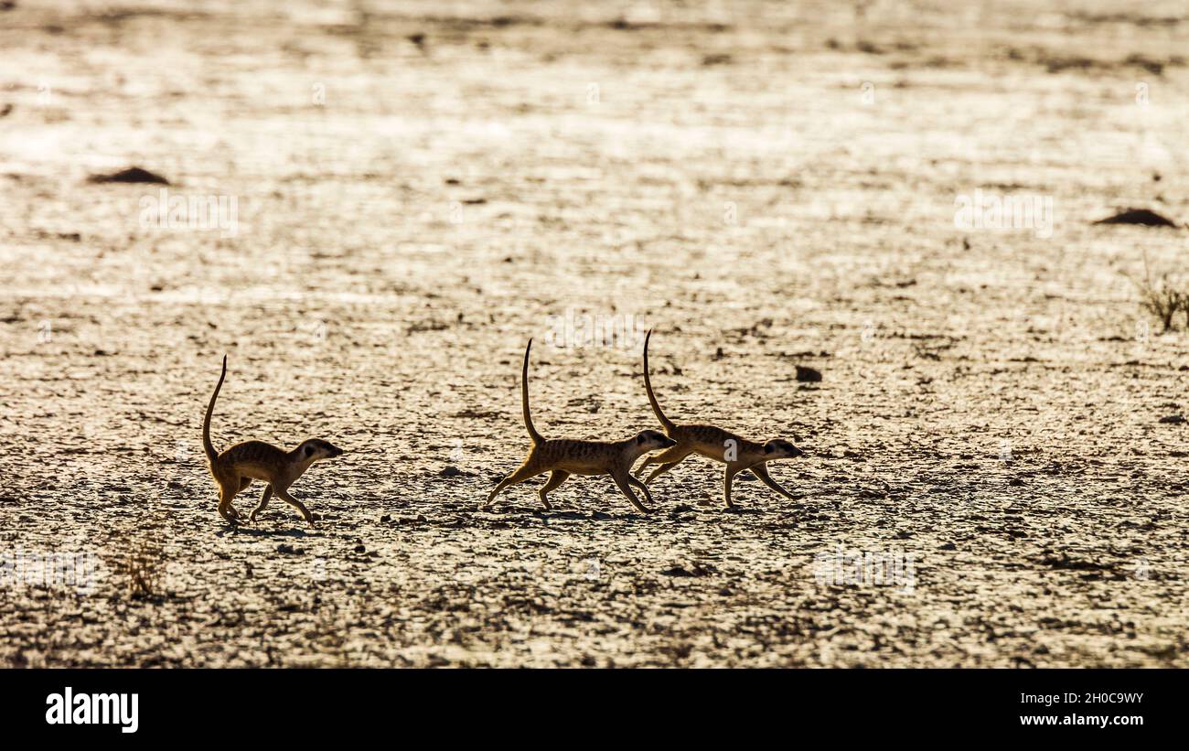 Three Meerkats (Suricata suricatta) running in dryland in Kgalagadi ...