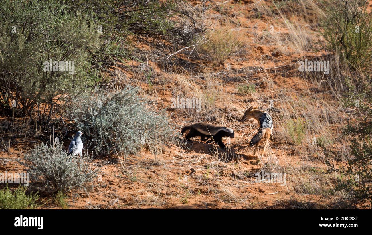 Honey badger (Mellivora capensis), Black backed jackal and Pale ...
