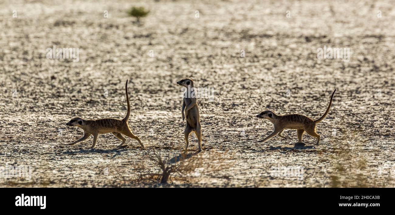 Adult stand hi-res stock photography and images - Alamy