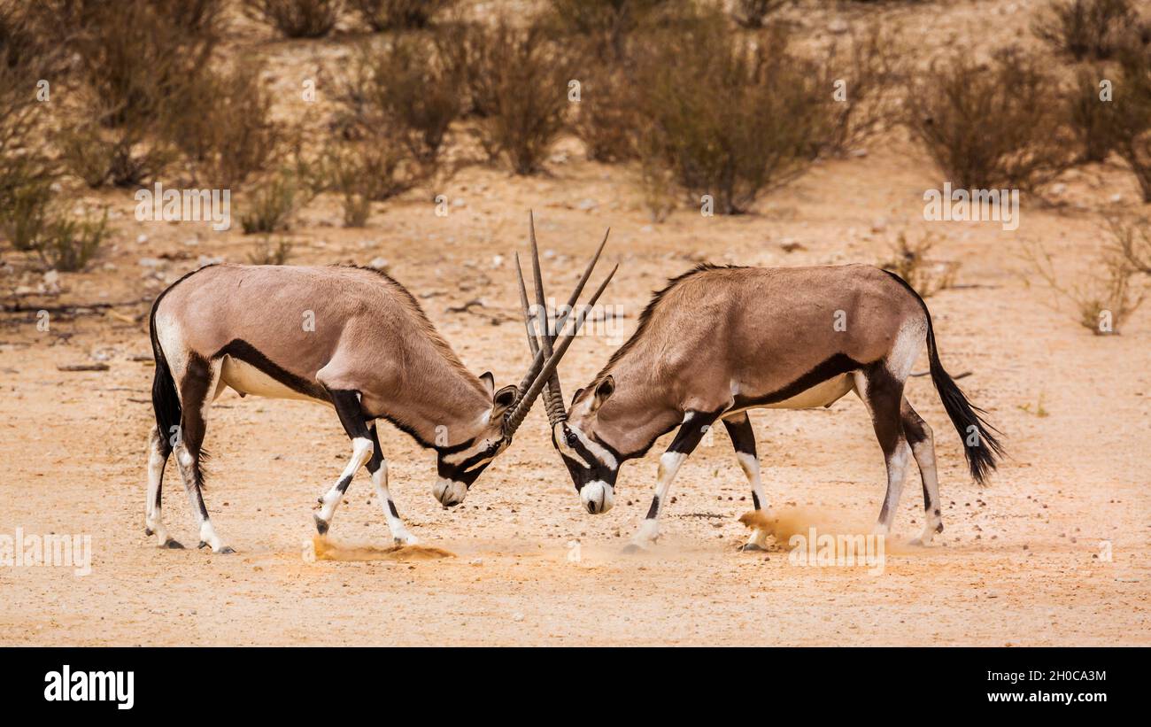 Two South African Oryx (Oryx gazella) bull fighting in Kgalagadi ...