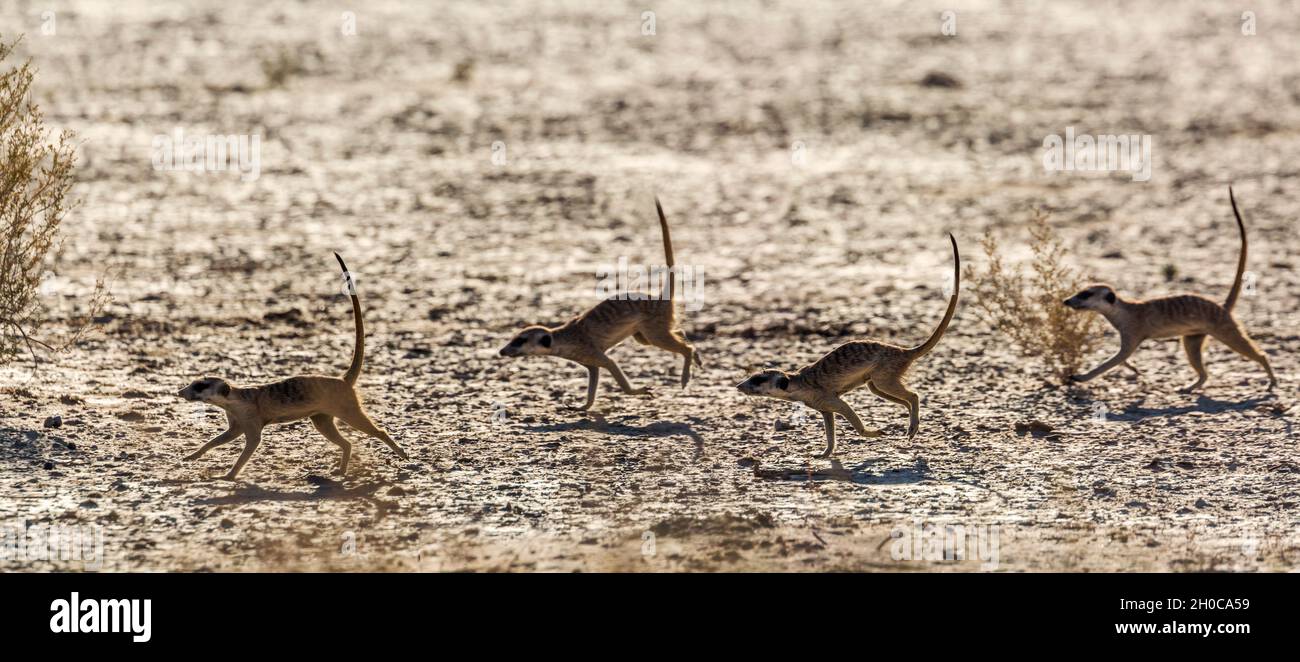 Ecosystem dynamics hi-res stock photography and images - Alamy