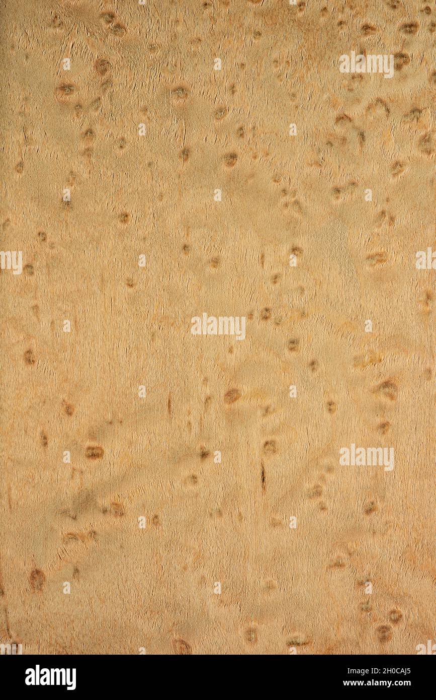 Longitudinal section of Speckled maple (Acer saccharum), synonyme ...