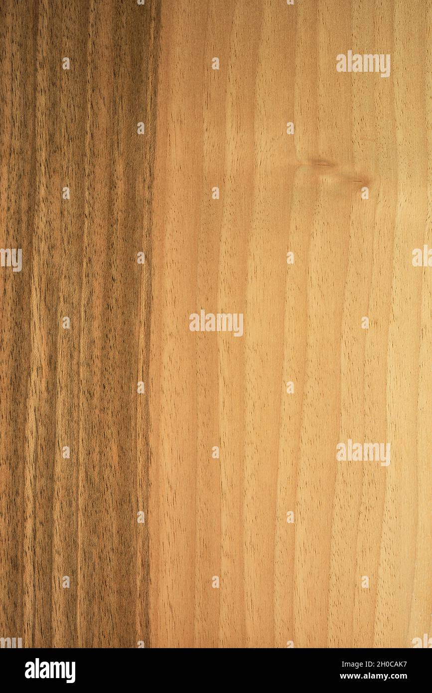 Longitudinal section of Common Walnut (Juglans regia), Europe Stock ...