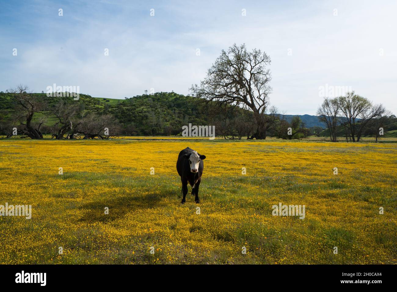 California farm cow hi-res stock photography and images - Alamy