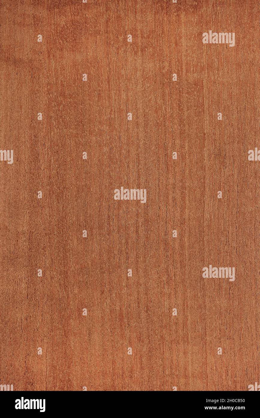 African mahoganys hi-res stock photography and images - Alamy