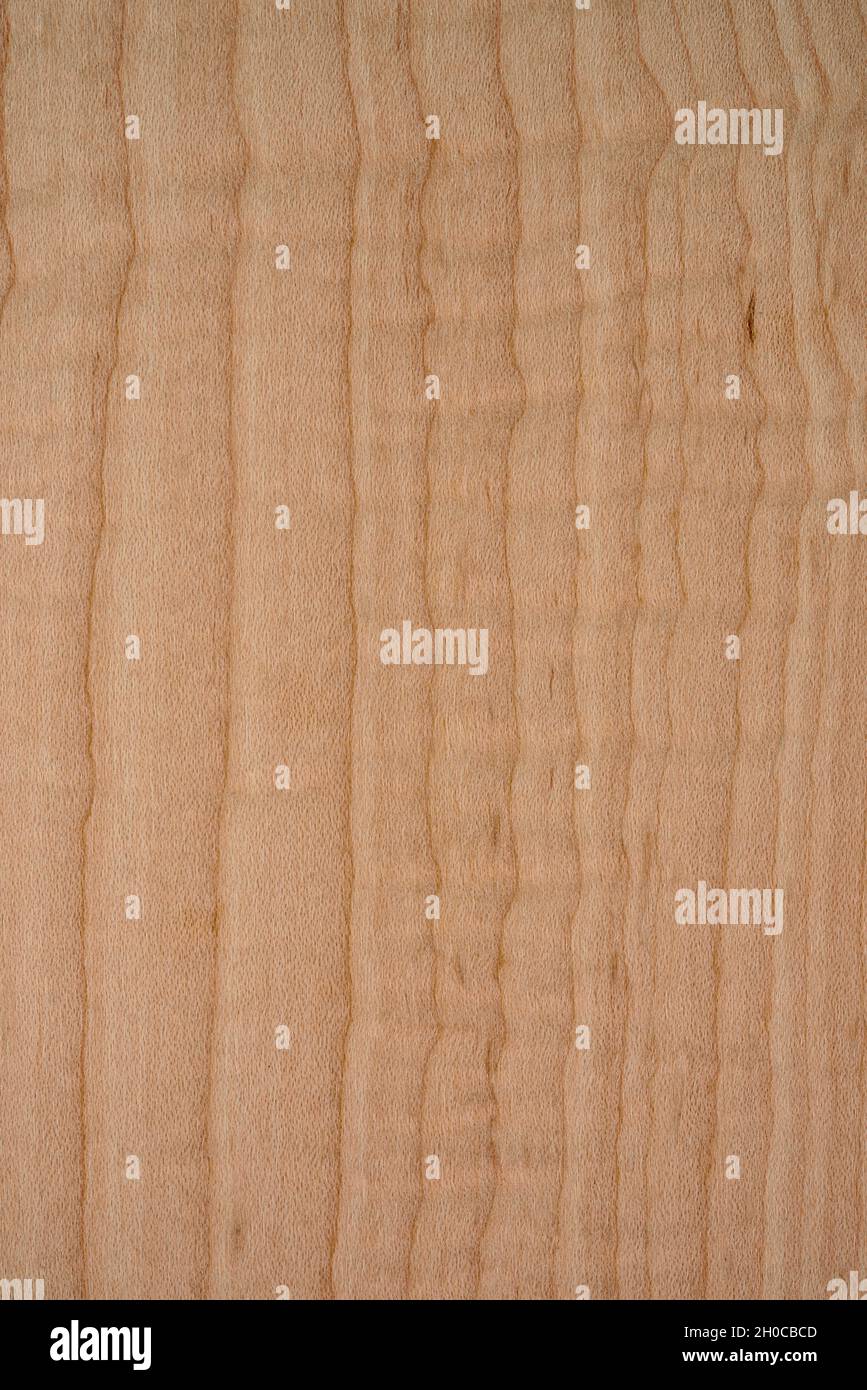 Longitudinal section of Sugar maple (Acer saccharum), synonyme ...