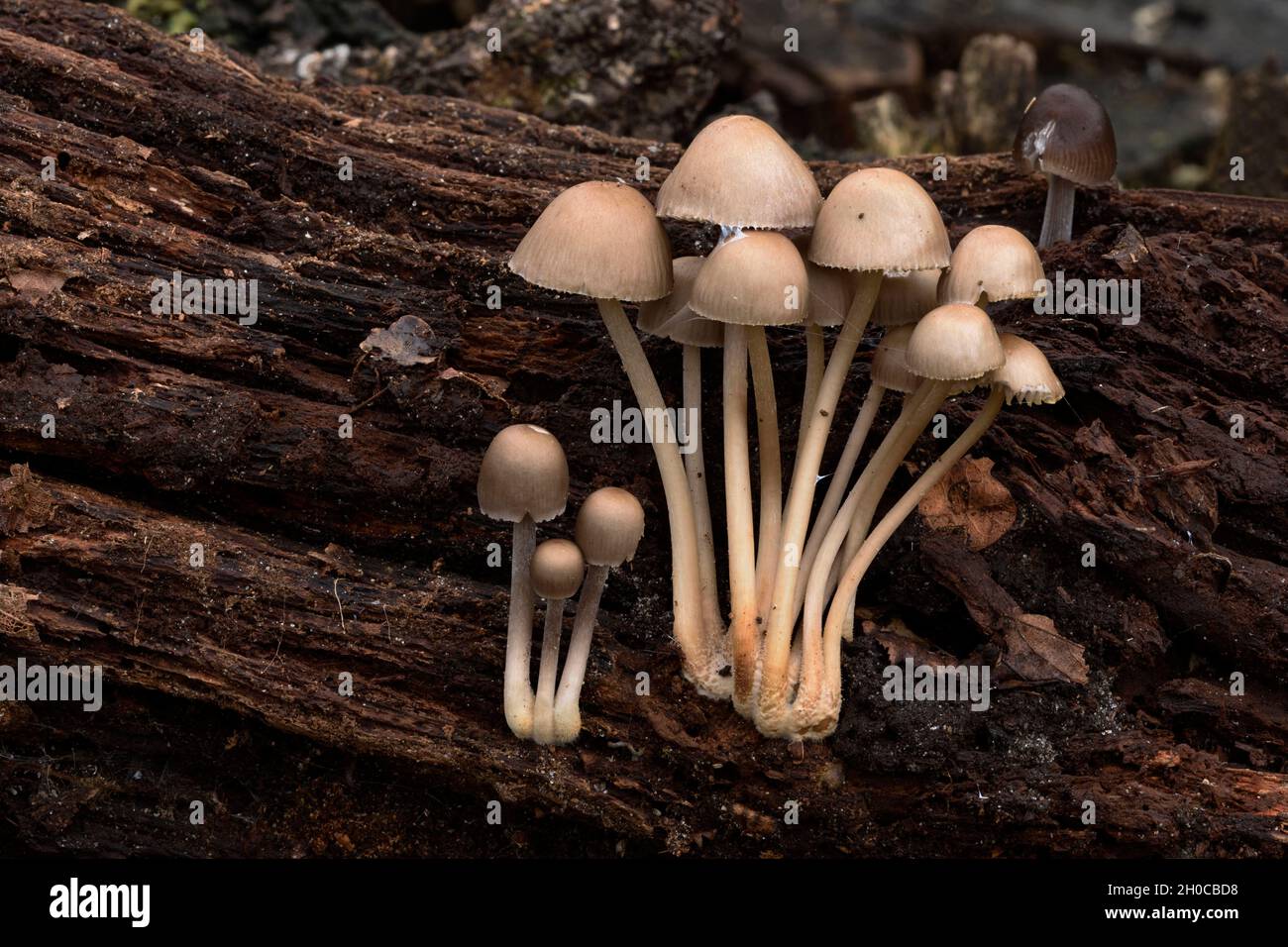 Common Bonnet (Mycena galericulata) clump on rotten wood, Coye Forest ...