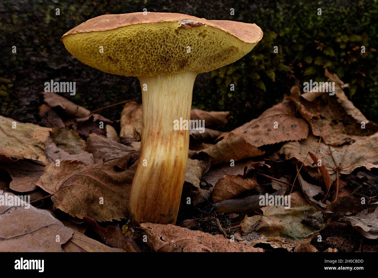 Red cracked-cap Bolete (Xerocomellus chrysenteron), Forêt de Coye, Ile ...