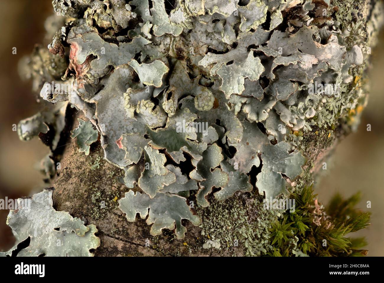 Cracked shield lichen parmelia sulcata hi-res stock photography and ...