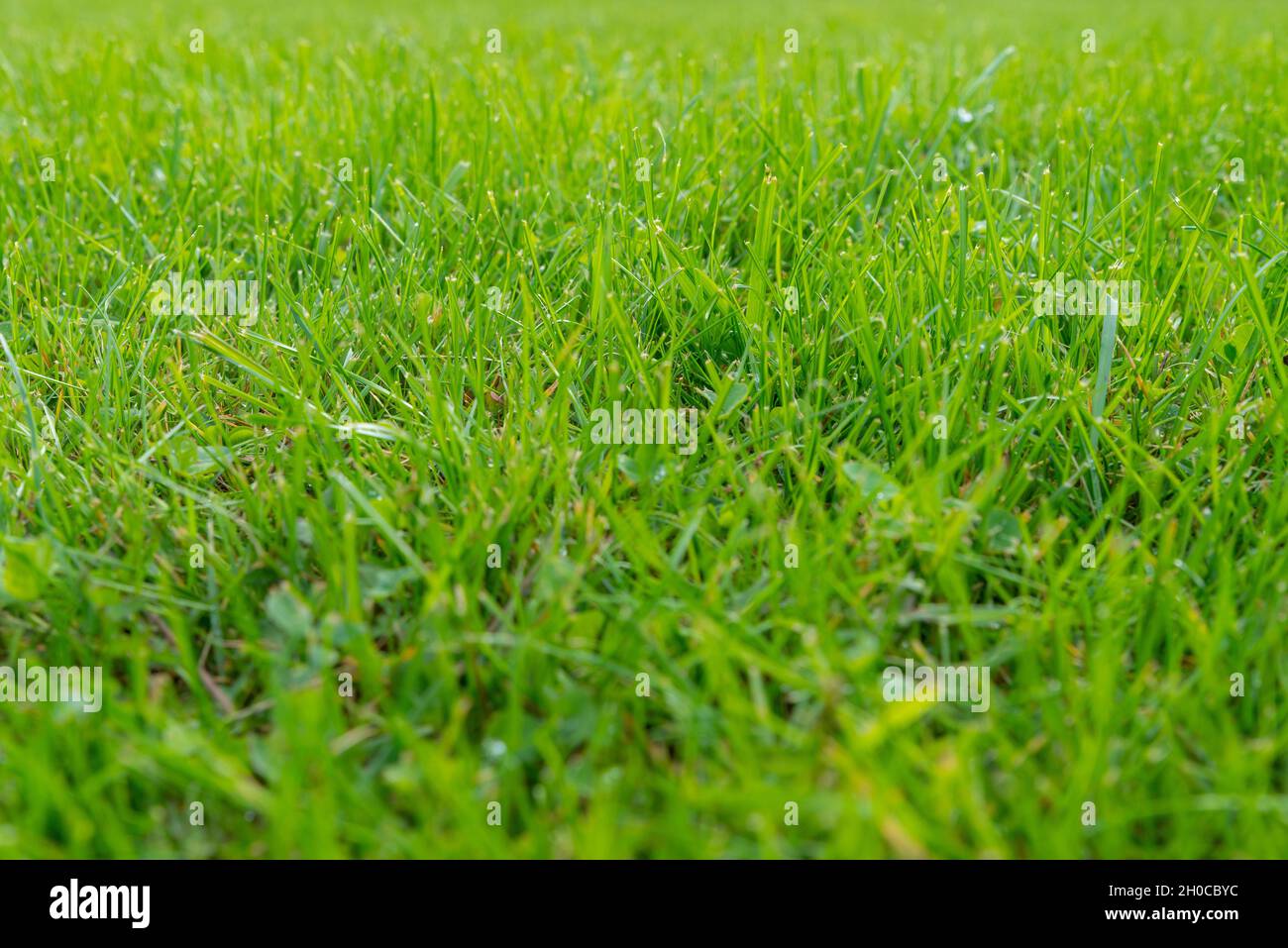 Green lawn and real green grass for background. Green turf grass ...