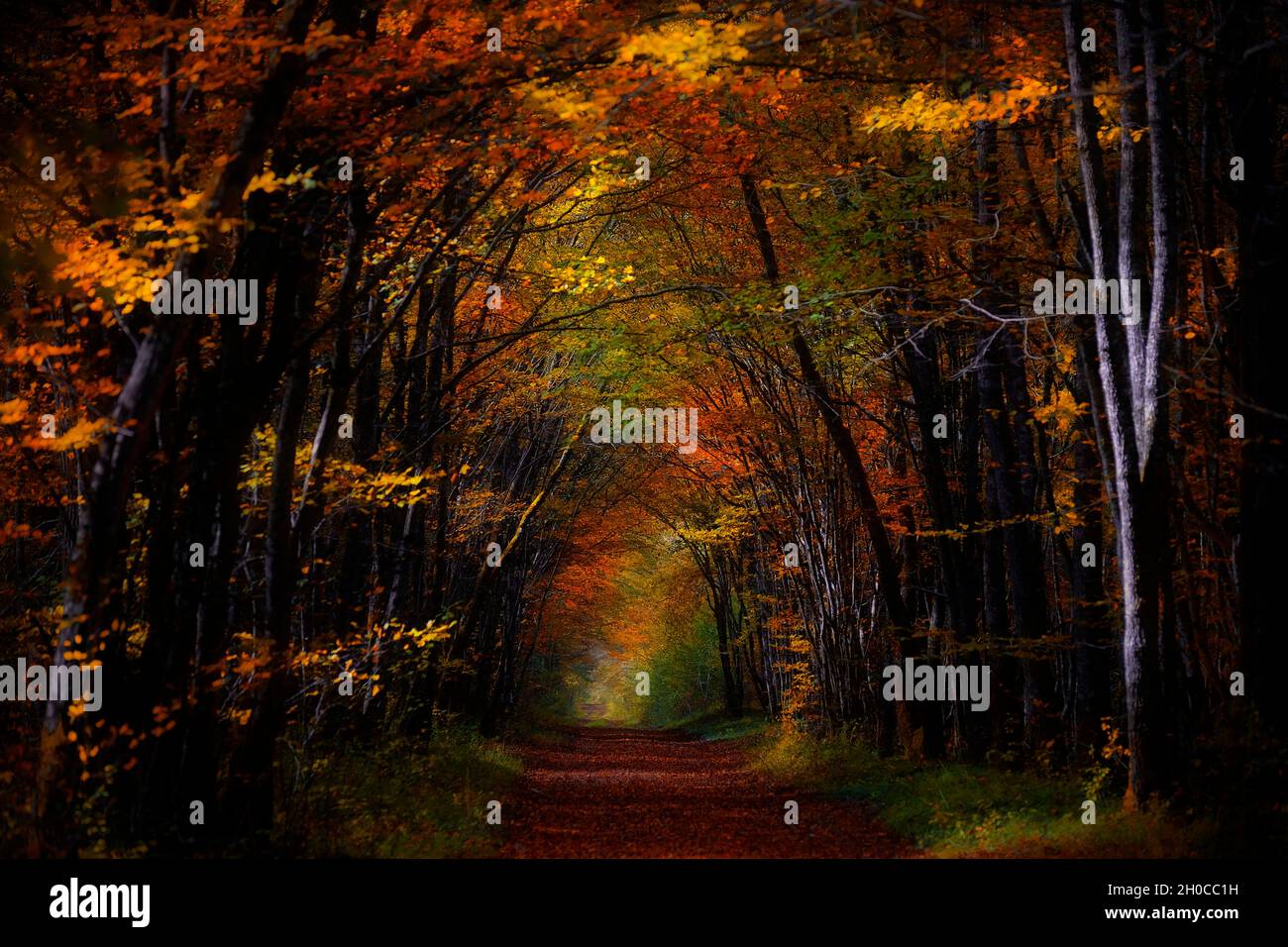 Forest path in autumn, Yonne, Burgundy, France Stock Photo - Alamy