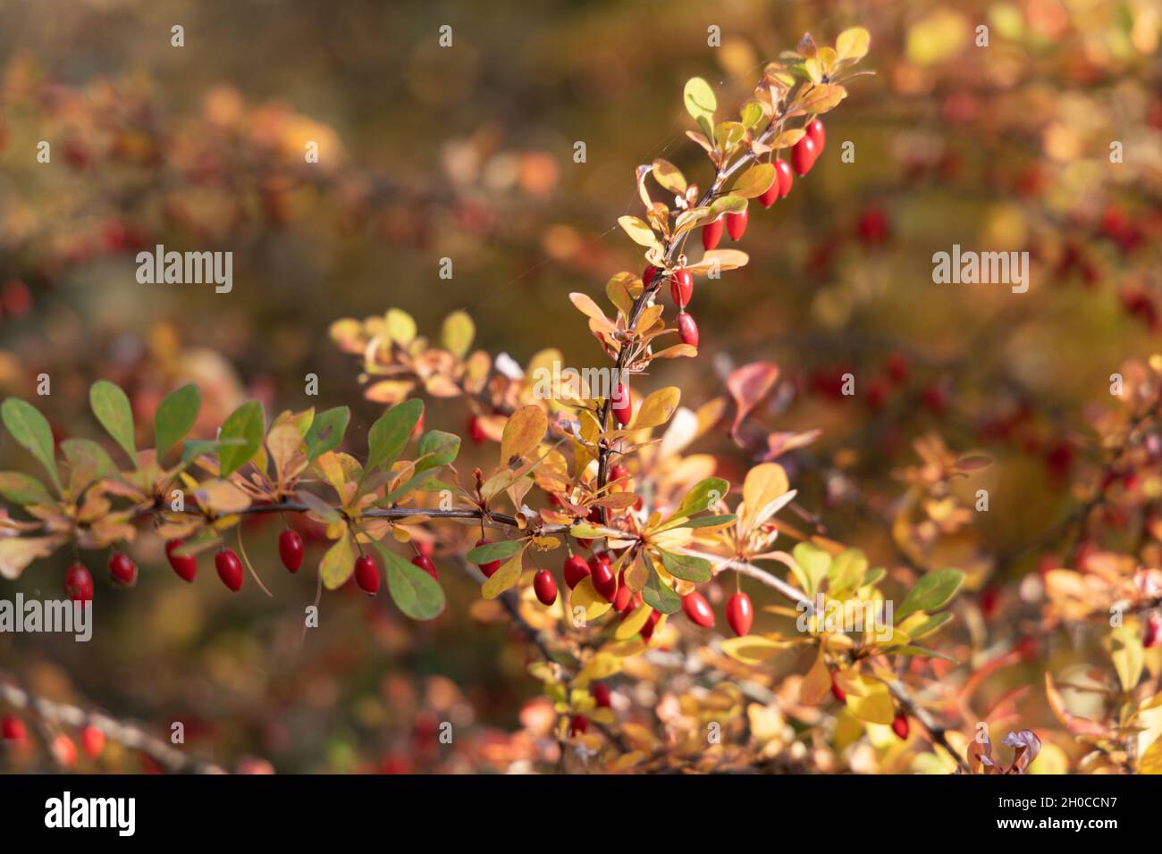Herbal plants indian hi-res stock photography and images - Alamy