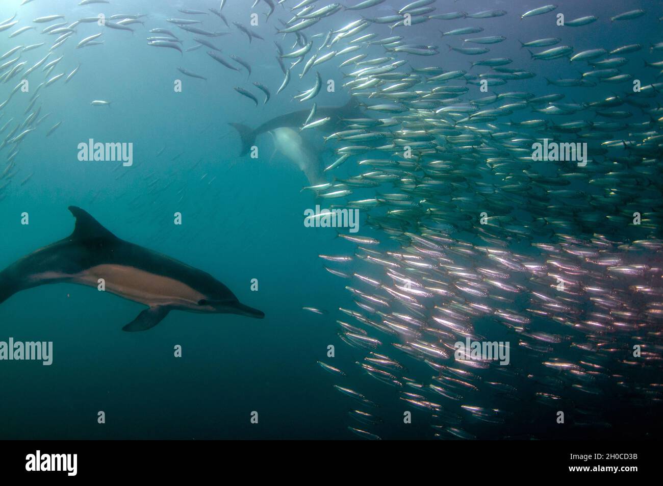 Long-beaked Common Dolphins (Delphinus capensis) feeding on baitball of ...