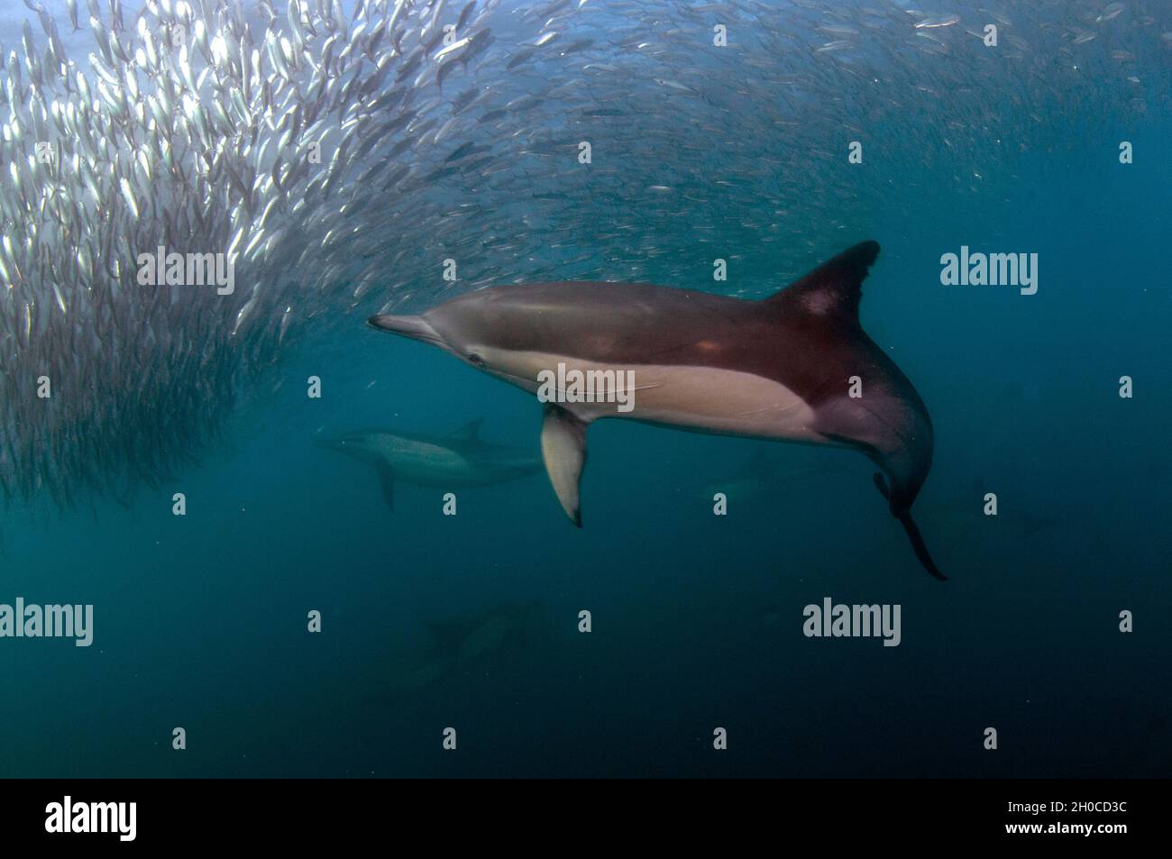 Long-beaked Common Dolphins (Delphinus capensis) feeding on baitball of ...